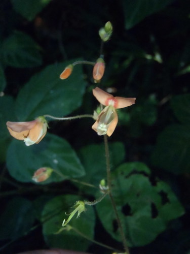 Desmodium repandum · iNaturalist