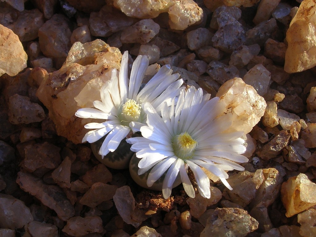 (Lithops marmorata) - Botanical Realm