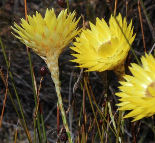 Gold Scaly Sewejaartjie (Edmondia fasciculata) · iNaturalist