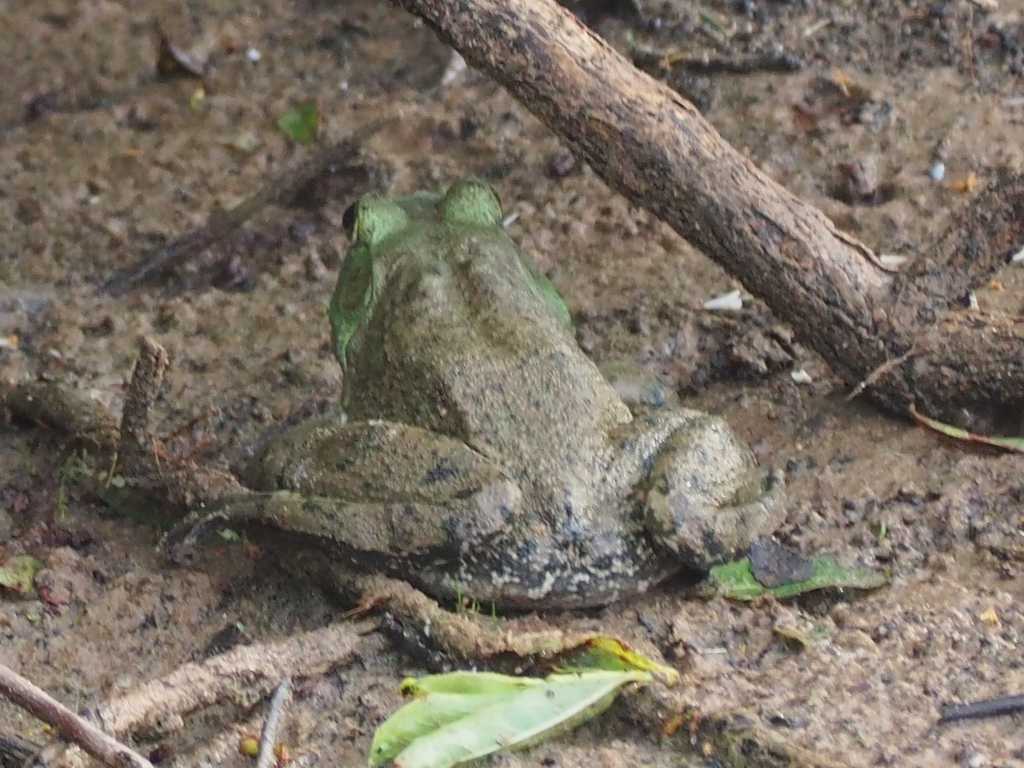 American Bullfrog from Duncan, OK, USA on August 18, 2021 at 08:35 AM ...