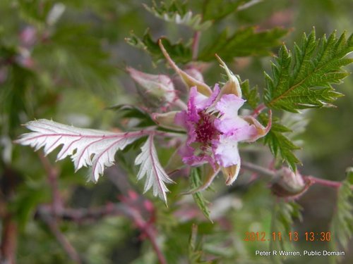 Silver Bramble (Rubus ludwigii) · iNaturalist
