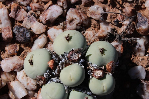 Marble Buttons (Subspecies Conophytum calculus calculus) · iNaturalist