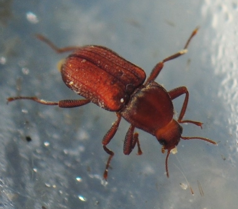 Stenelmis in August 2021 by Yui Hong Chiu · iNaturalist