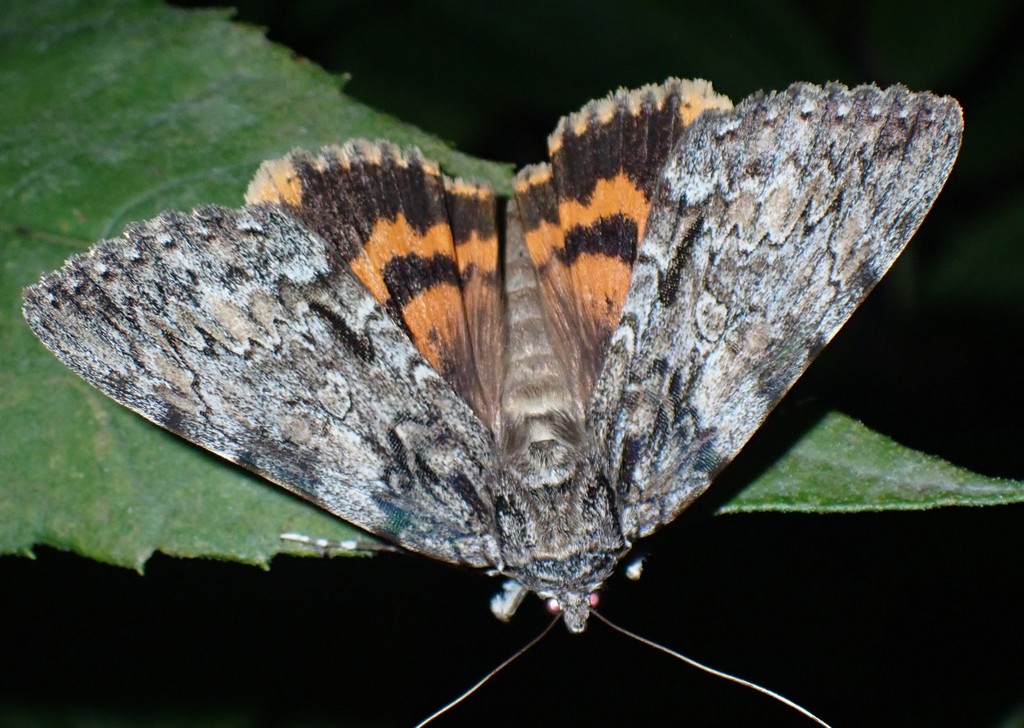 Oldwife Underwing in August 2021 by Angus Mossman. At sugar bait or ...