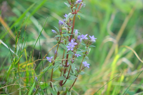 Subspecies Gentianella amarella amarella · iNaturalist