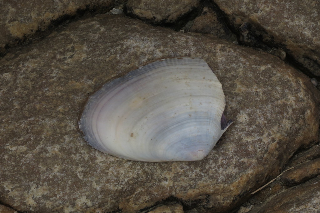 White Clam from R325, Gouritz on November 10, 2012 by Brian du Preez ...