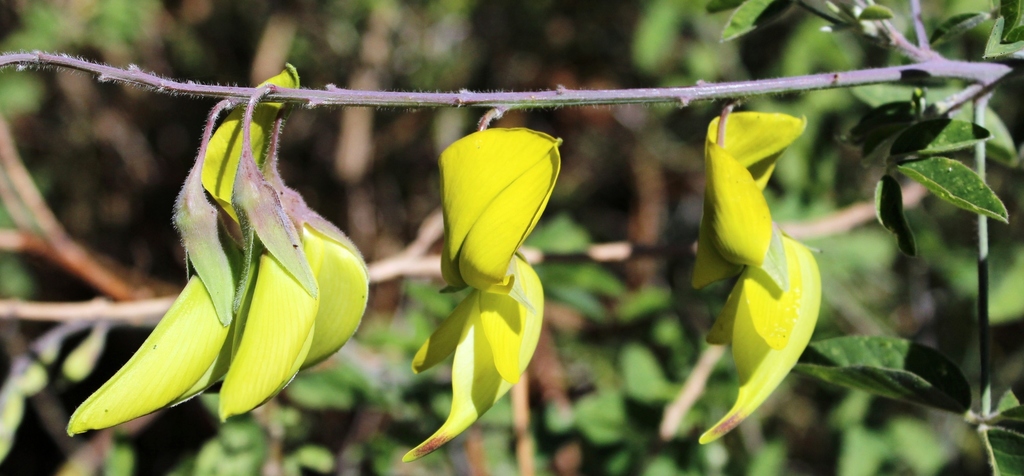 Canary bird bush (Crotalaria agatiflora) - Botanical Realm
