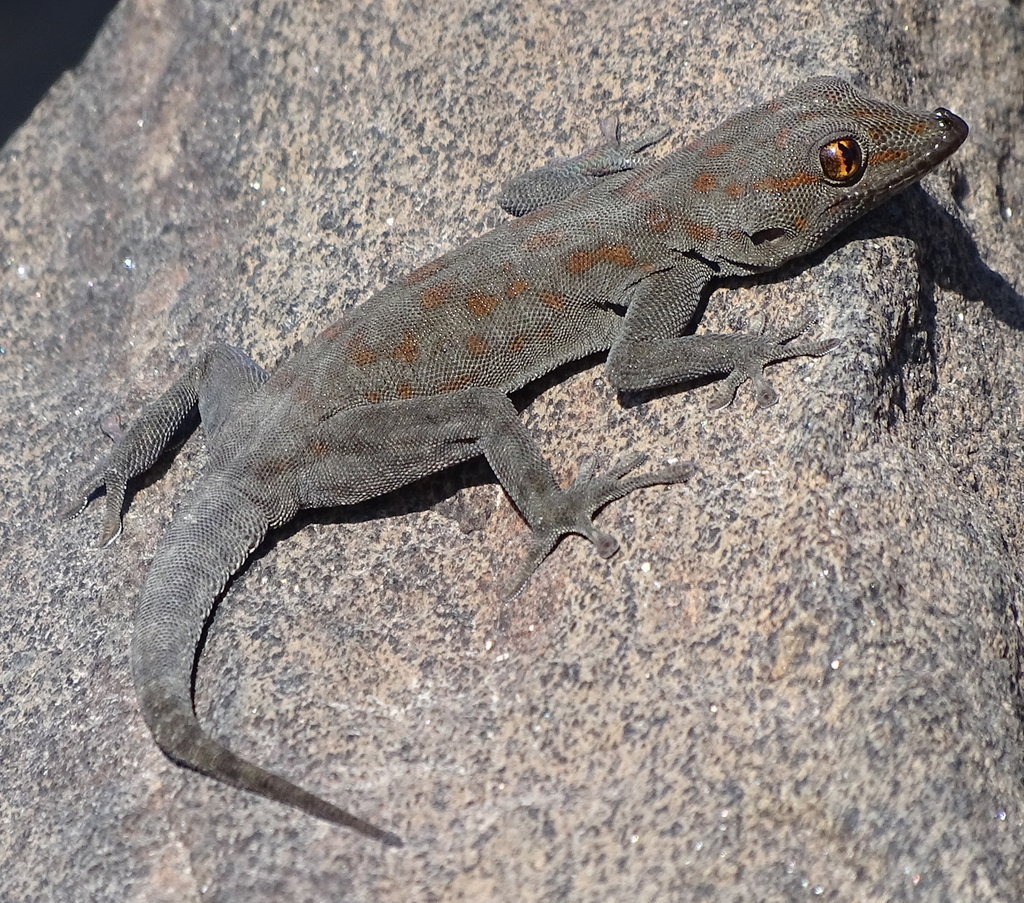 Boulton's Namib Day Gecko from Next to C35 road, Kunene Region, Namibia ...