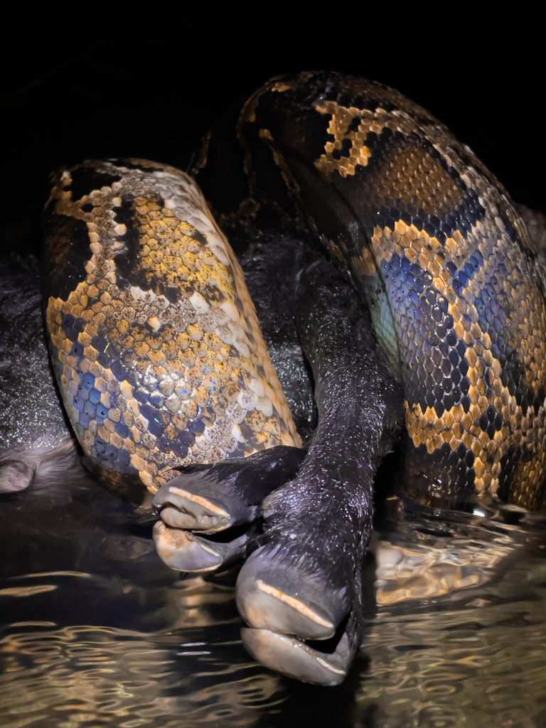 Burmese Python in August 2021 by Lawrence Hylton. A kid (goat ...