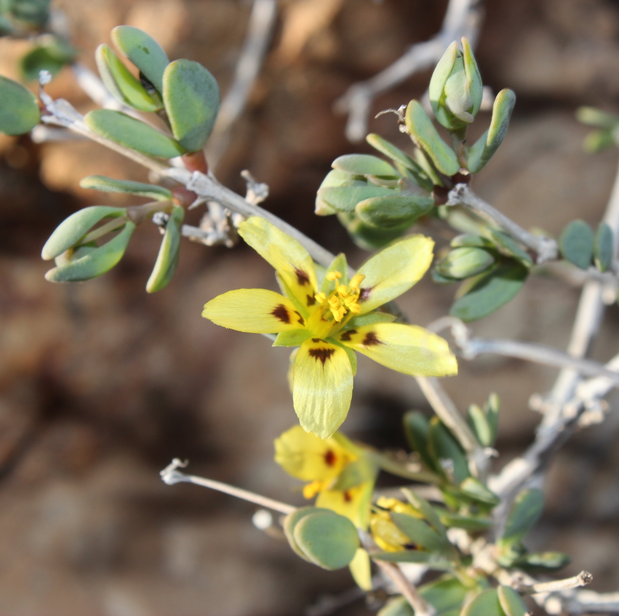 Roepera cuneifolia (Eckl. & Zeyh.) Beier & Thulin