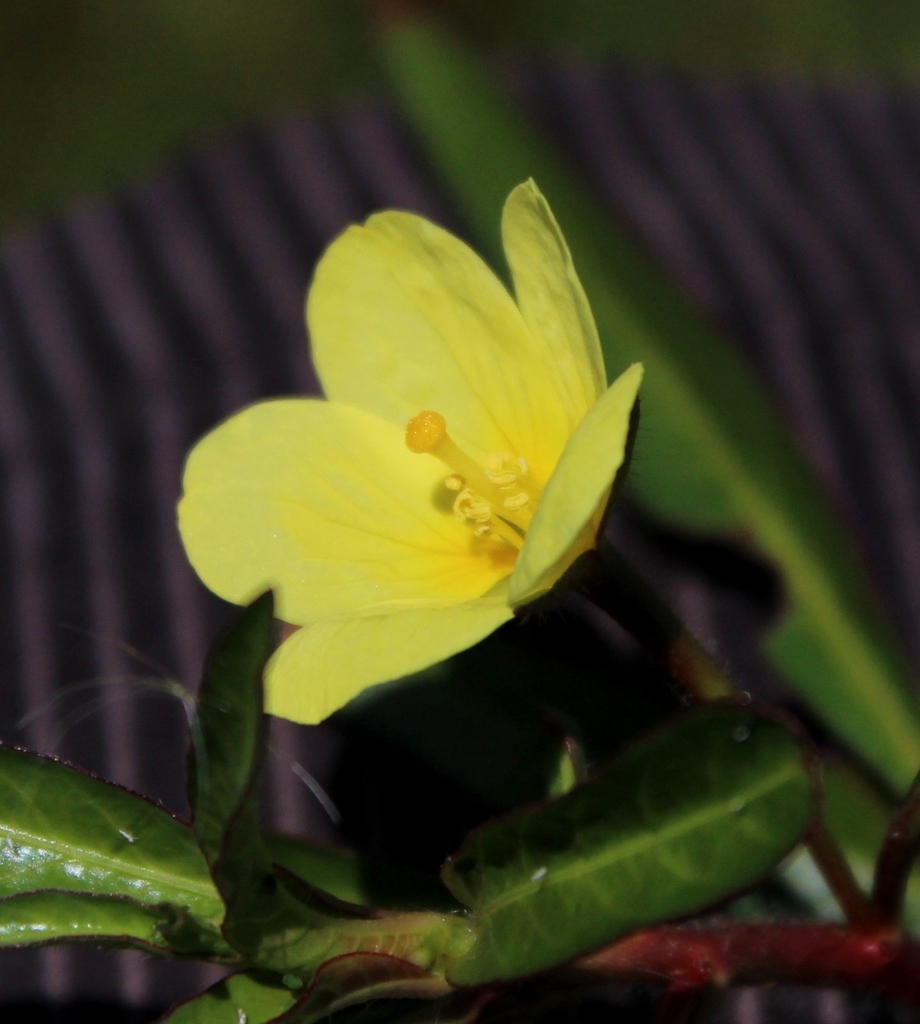 Water Buttercup (Common Flora & Fauna of Turnbull National Wildlife ...