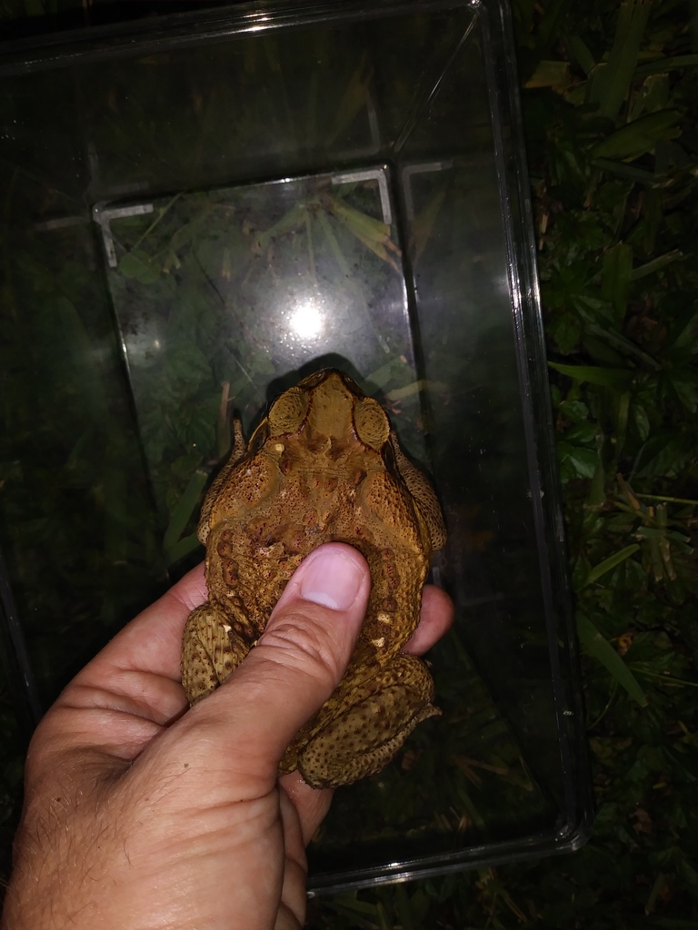 Giant Toad from Lakeland, FL, USA on August 17, 2021 at 09:00 PM by Daniel Estabrooks · iNaturalist