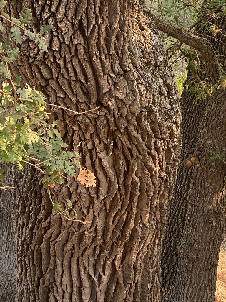 valley oak (Quercus lobata) - Botanical Realm