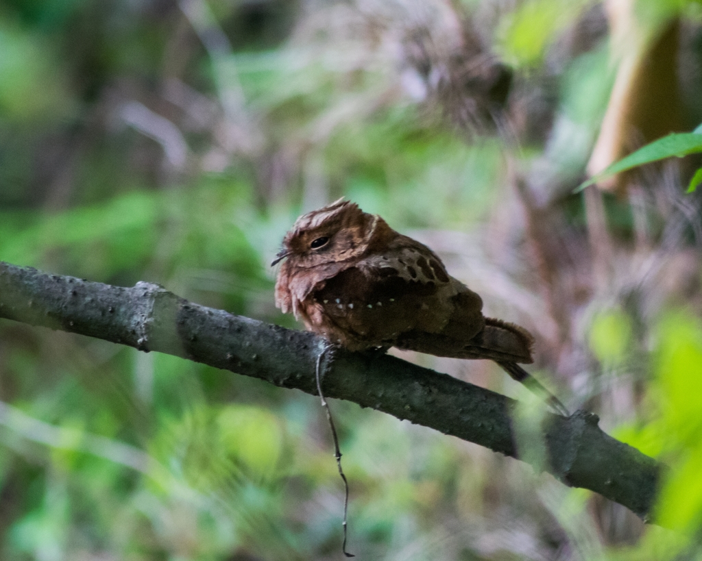 Eared Poorwill from Ahualulco de Mercado, Jal., México on July 4, 2021 ...