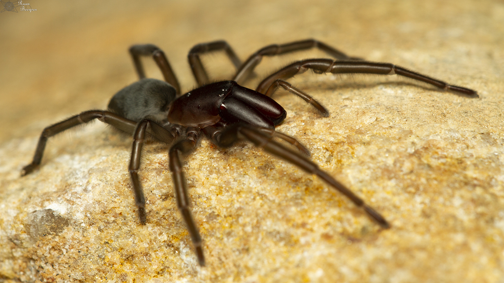 Formidable Shore Spider from Happy Valley Beach, Port Nolloth, South ...