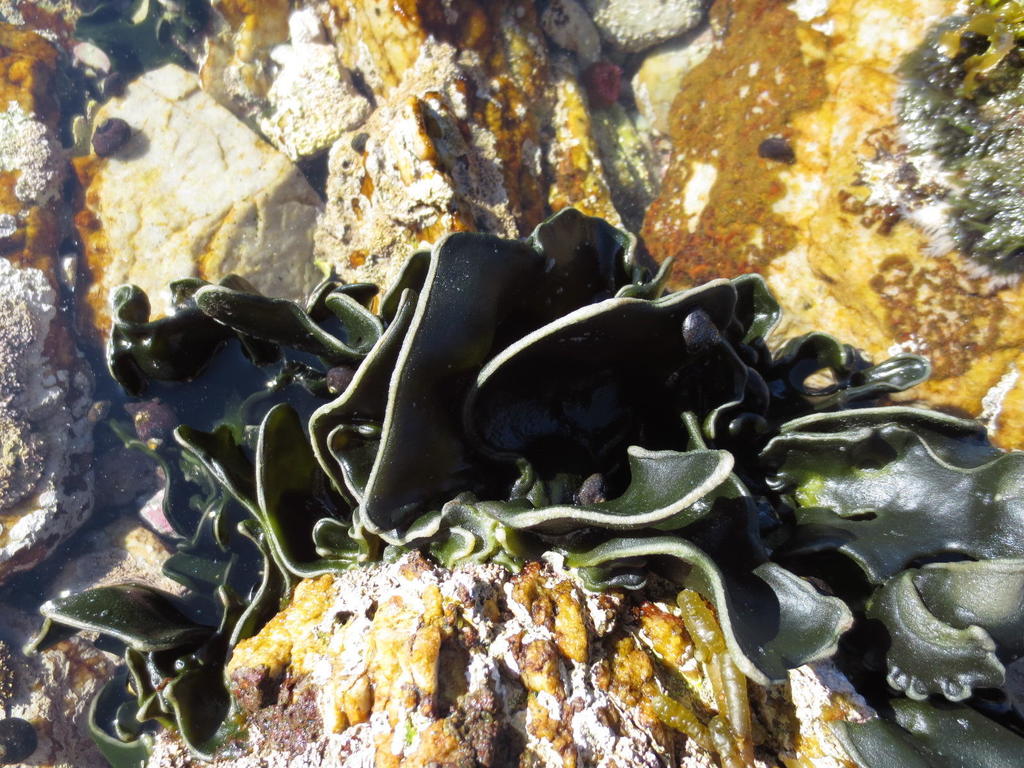 Stephens Codium from Bettys Bay rockpools on January 13, 2013 by Lara ...
