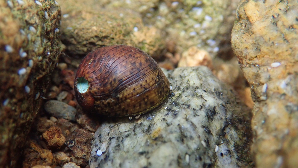 Clithon in August 2021 by H.T.Cheng · iNaturalist