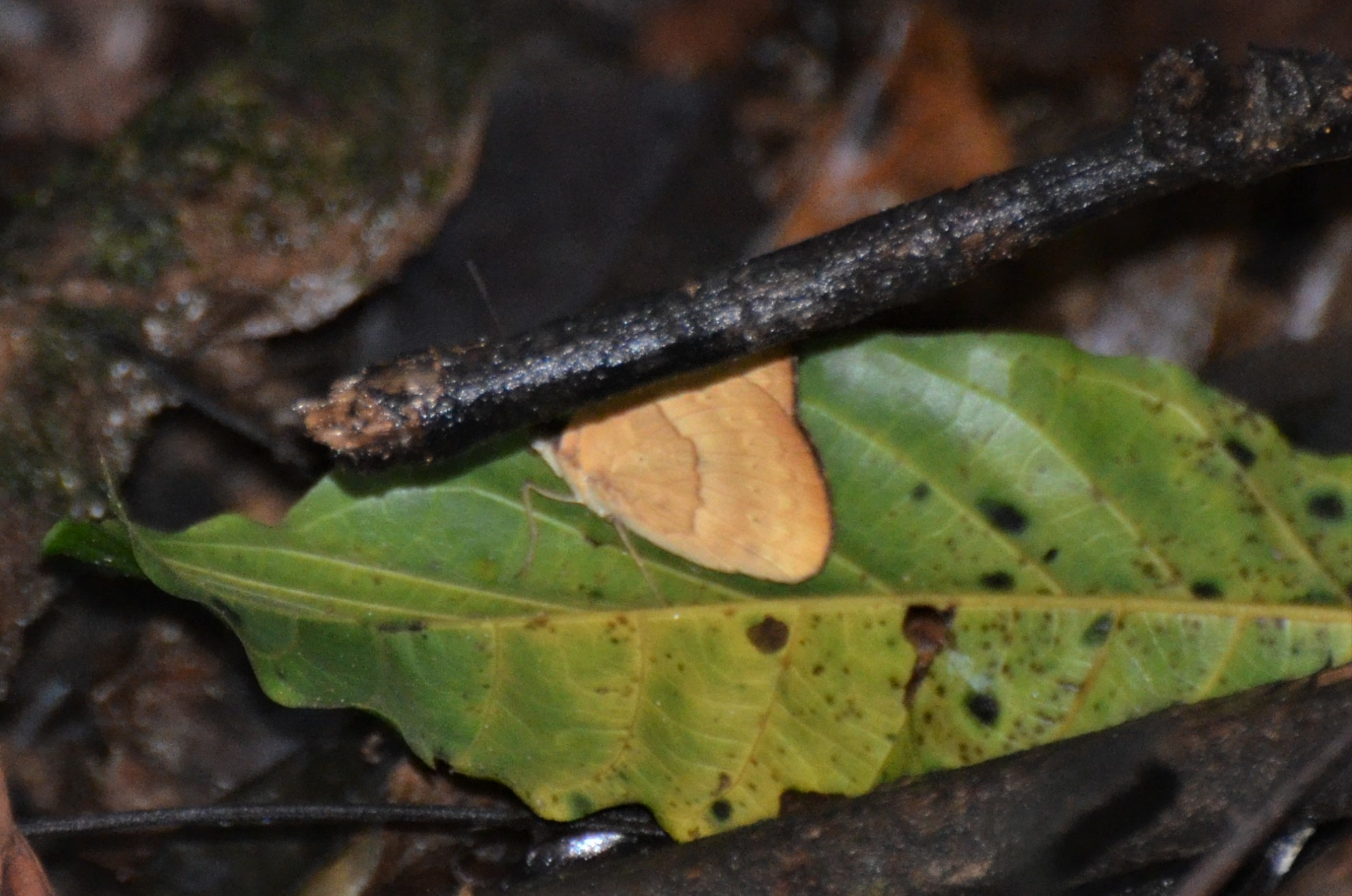 Euriphene Boisduval, 1847