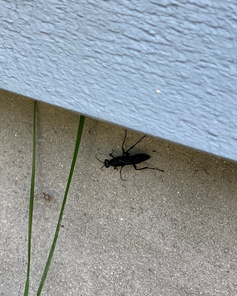 Nearctic Blue Mud-dauber Wasp from Sillery, Quebec City, QC, Canada on ...