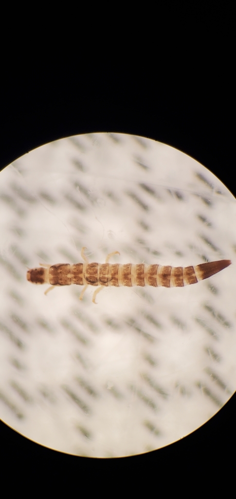 Microcylloepus from Skidmore, TX 78389, USA on June 8, 2018 by ...