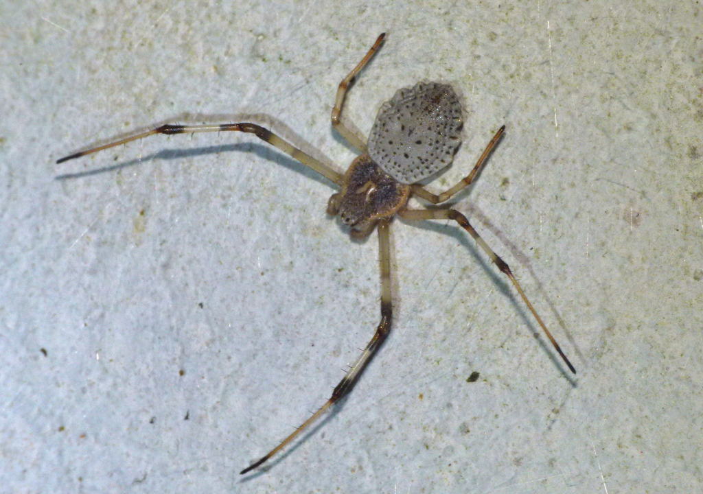Ornamental Tree Trunk Spider from Hin Tung, Mueang Nakhon Nayok ...