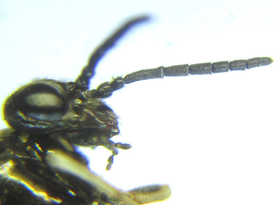 Monophadnus pallescens (Gmelin, 1790)