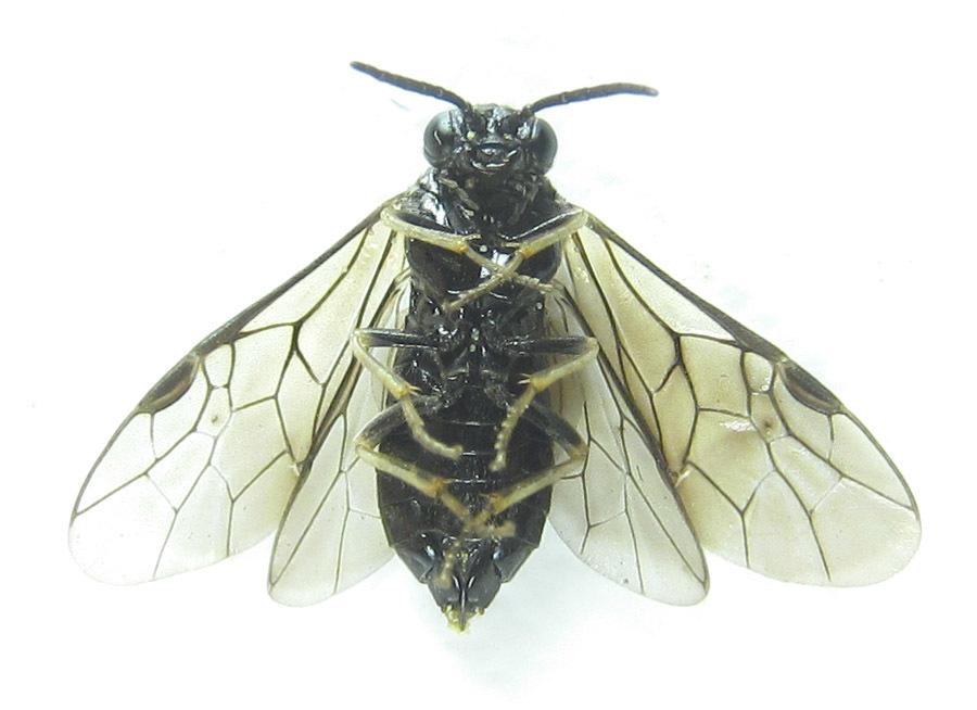 Monophadnus pallescens (Gmelin, 1790)