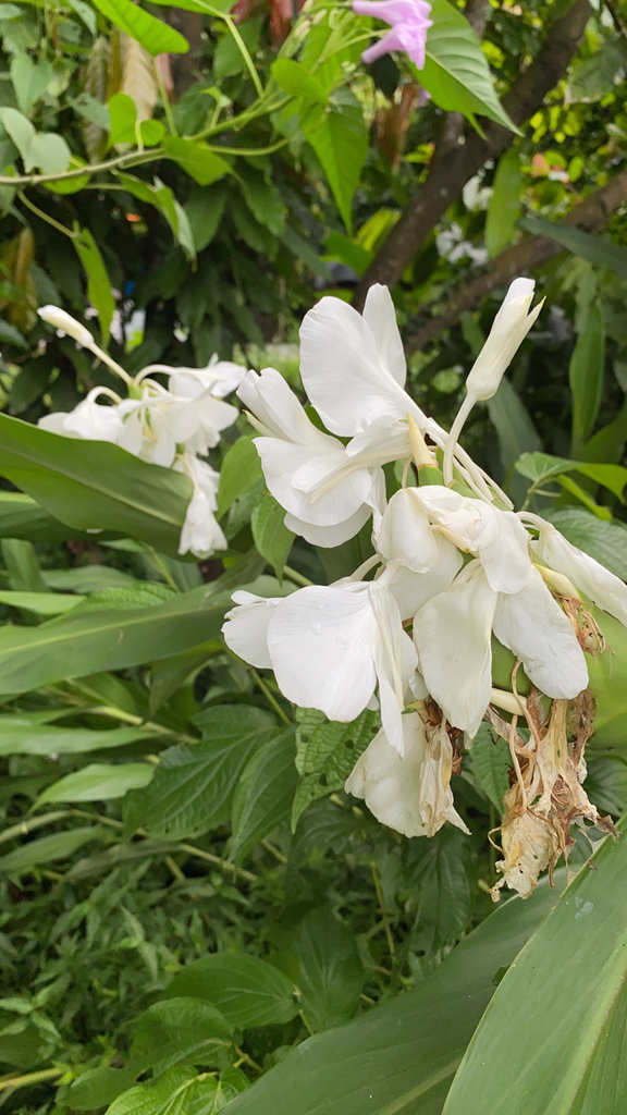 White ginger from Grenada on August 18, 2021 at 01:20 PM by ...