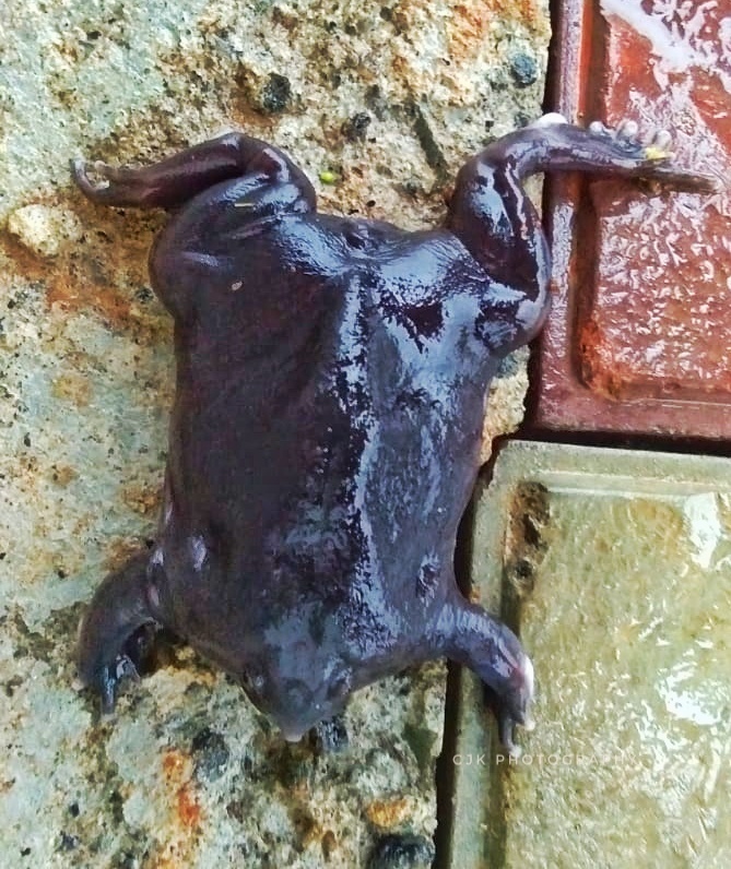 Purple Frog in July 2017 by Cinoby J Kanattu · iNaturalist