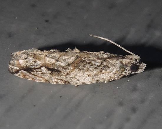 Pecan Bud Moth in August 2021 by privatenoaccess · iNaturalist
