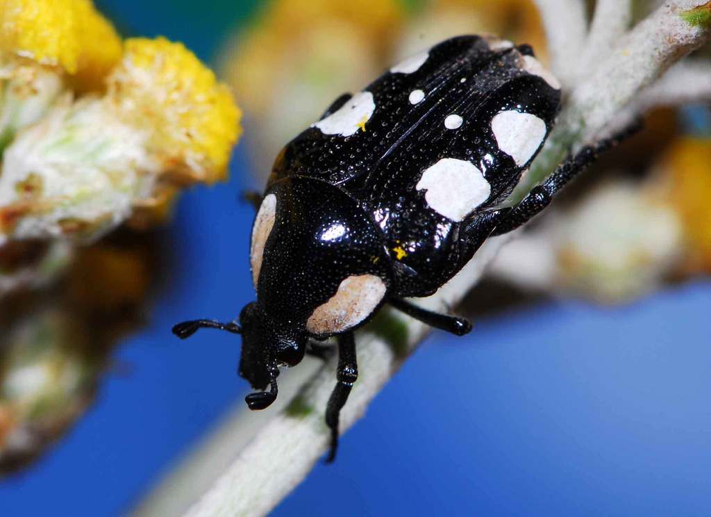 White-spotted Fruit Chafer (Mbuluzi Beetles) · iNaturalist