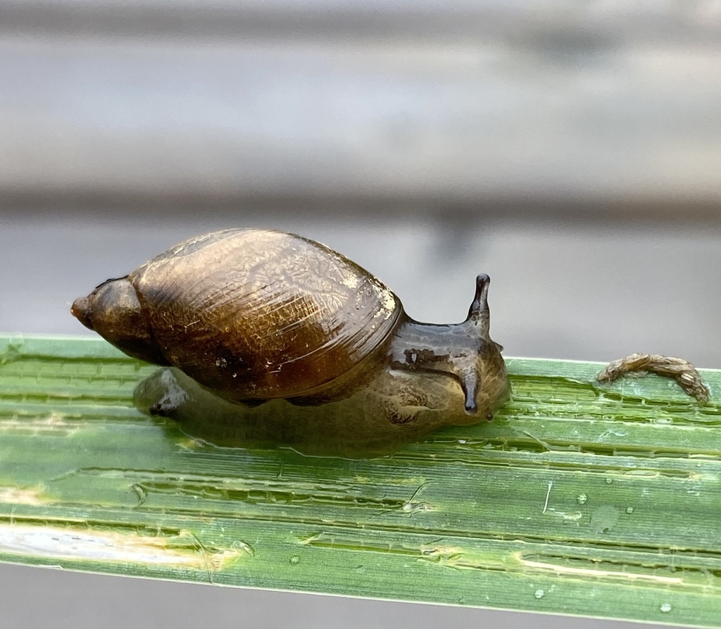 Amber Snails from Du Pin-Solitaire, Sherbrooke, QC, CA on August 18 ...