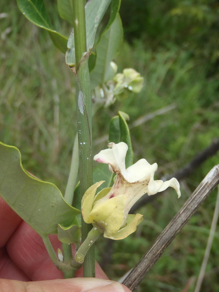 Moth Vine from Walter Sisulu National Botanical Gardens on December 28 ...