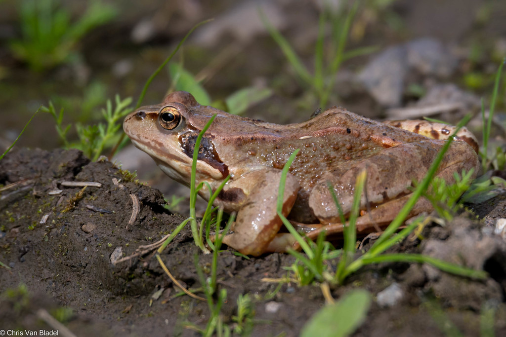 European Common Frog from Euskirchen, Nordrhein-Westfalen, Germany on ...