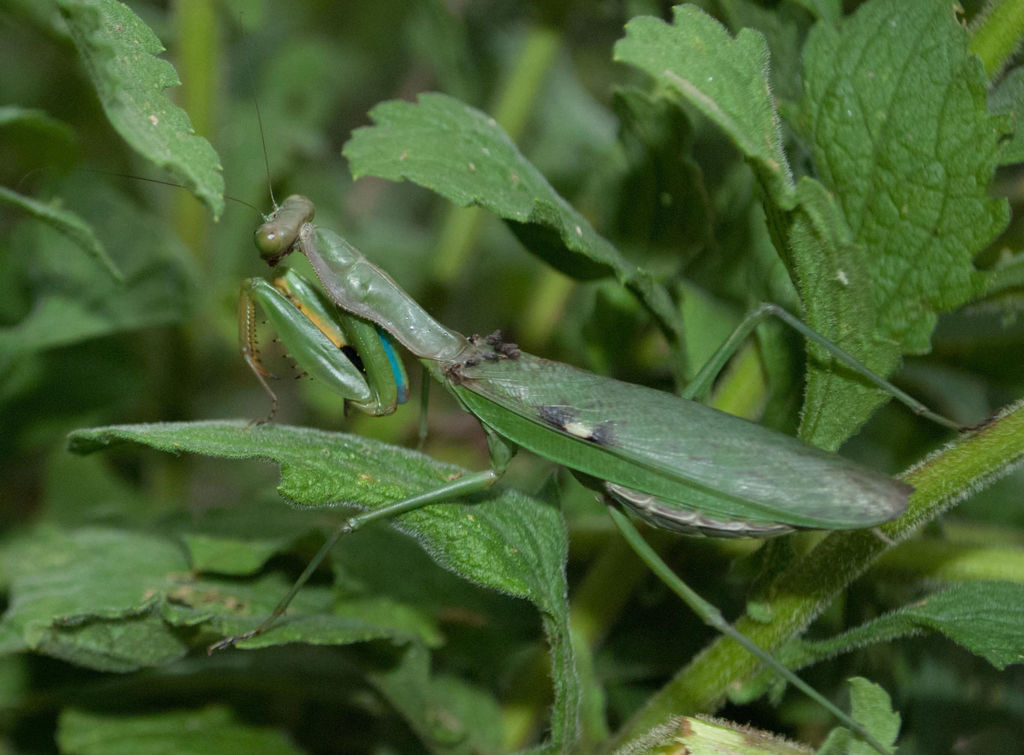 Flag Mantis from R20A-01: Evelyn Valley - Kubusie: Eastern Cape, South ...