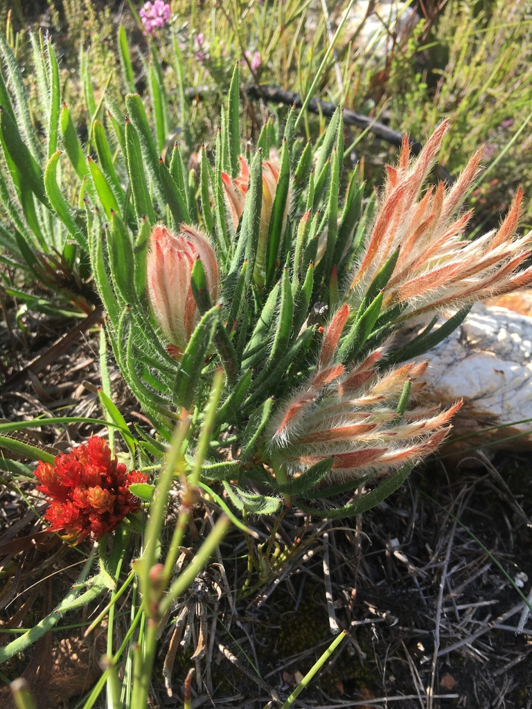 Toothleaf Sugarbush from De Hoop Nature Reserve, WC, ZA on August 8 ...