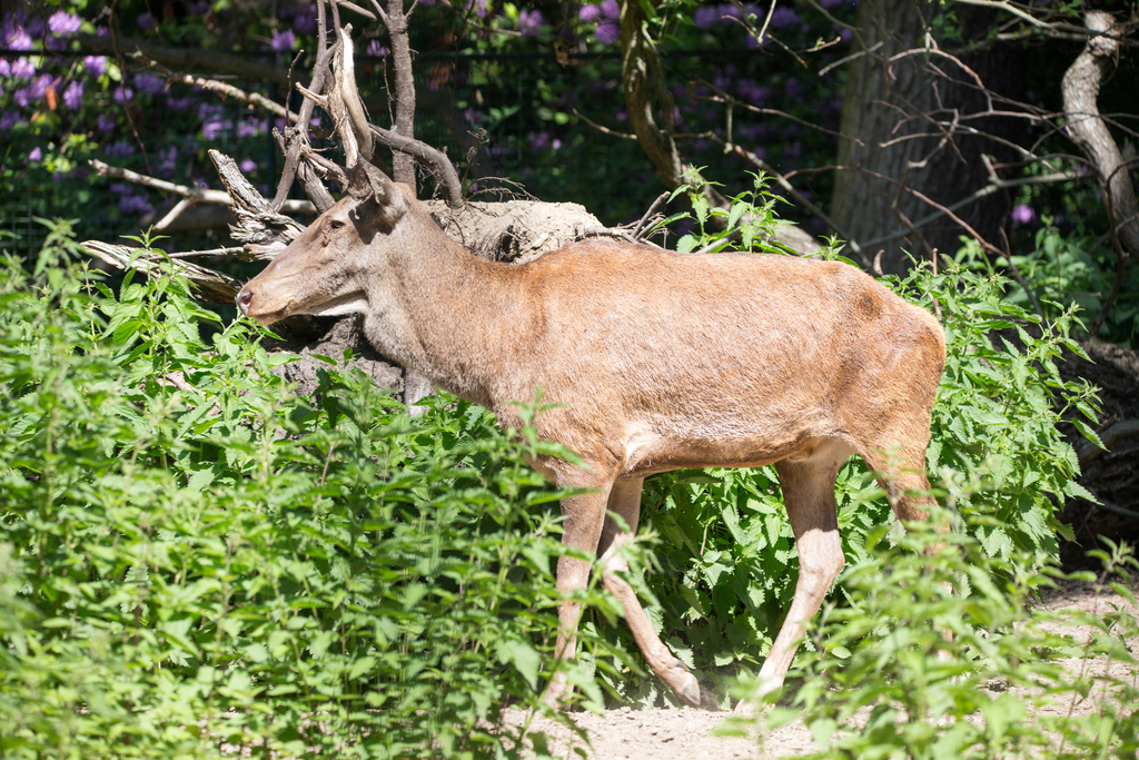 Corsican and Atlas Red Deer (Cervus elaphus corsicanus) - Know Your Mammals