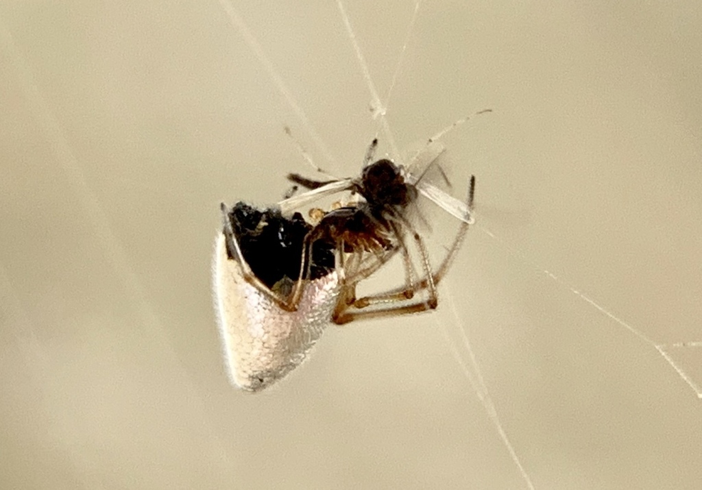 American Dewdrop Spider in August 2021 by The Leach. Eating a gnat ...