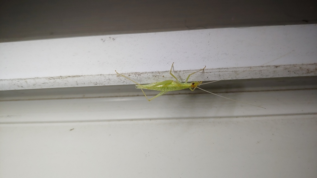 Common Tree Crickets in August 2021 by Ryan Sorrells · iNaturalist