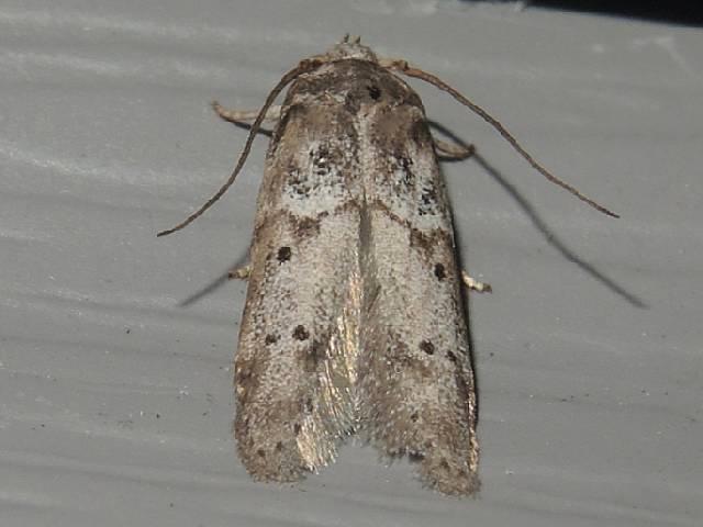 Acorn Moth in August 2021 by privatenoaccess. The AI software says this ...