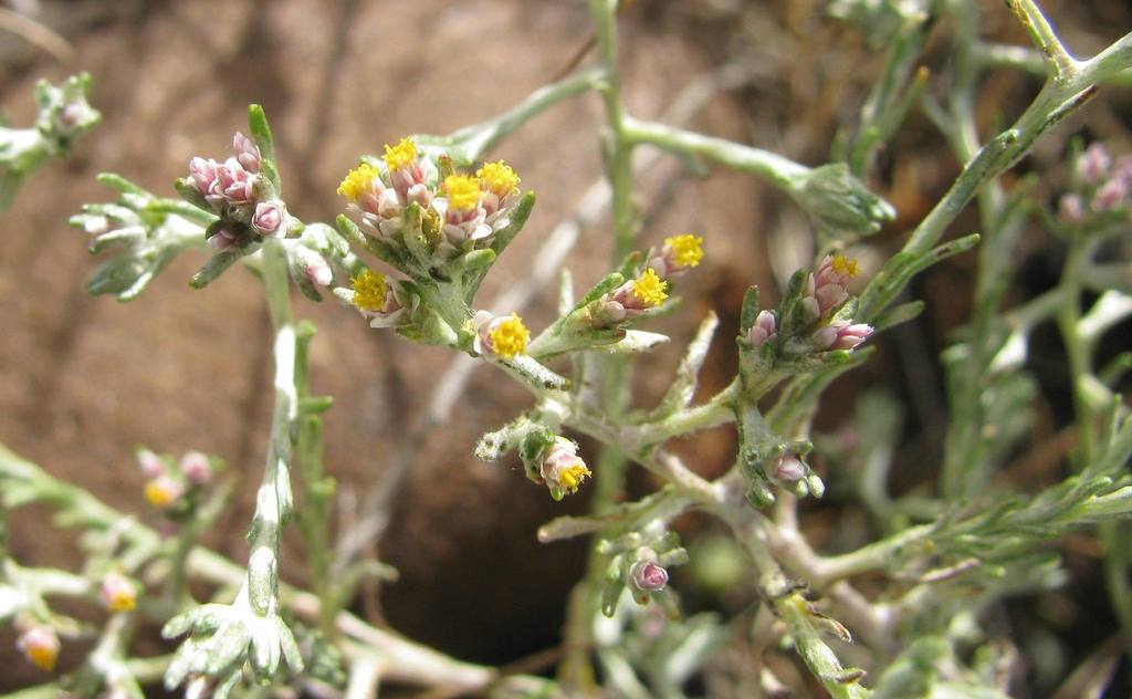 Rough Everlasting (Plants of the Tygerberg Nature Reserve) · iNaturalist