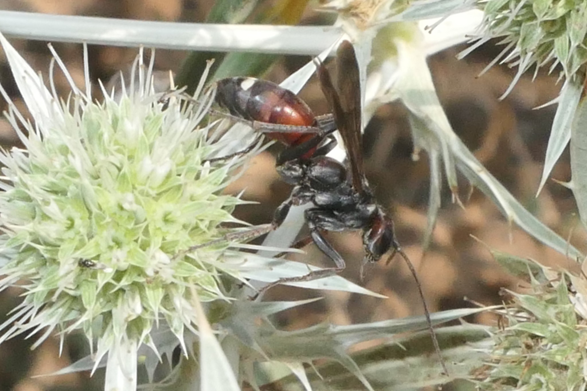 Cryptocheilus variipennis (Šustera, 1924)