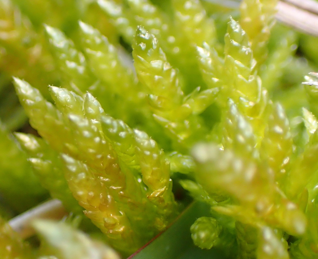 Neat Feather-moss from Mother Holly, Millwood Goldfields. on August 15 ...