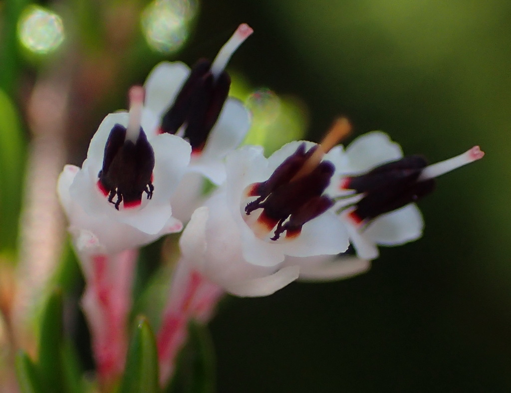 Redstalk Heath from Mother Holly, Millwood Goldfields. on August 15 ...