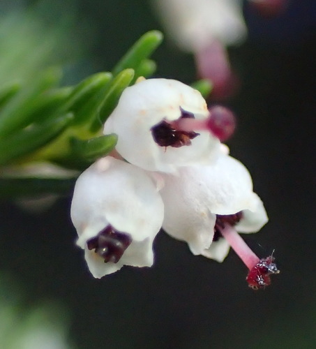 Erica inconstans · iNaturalist Ecuador