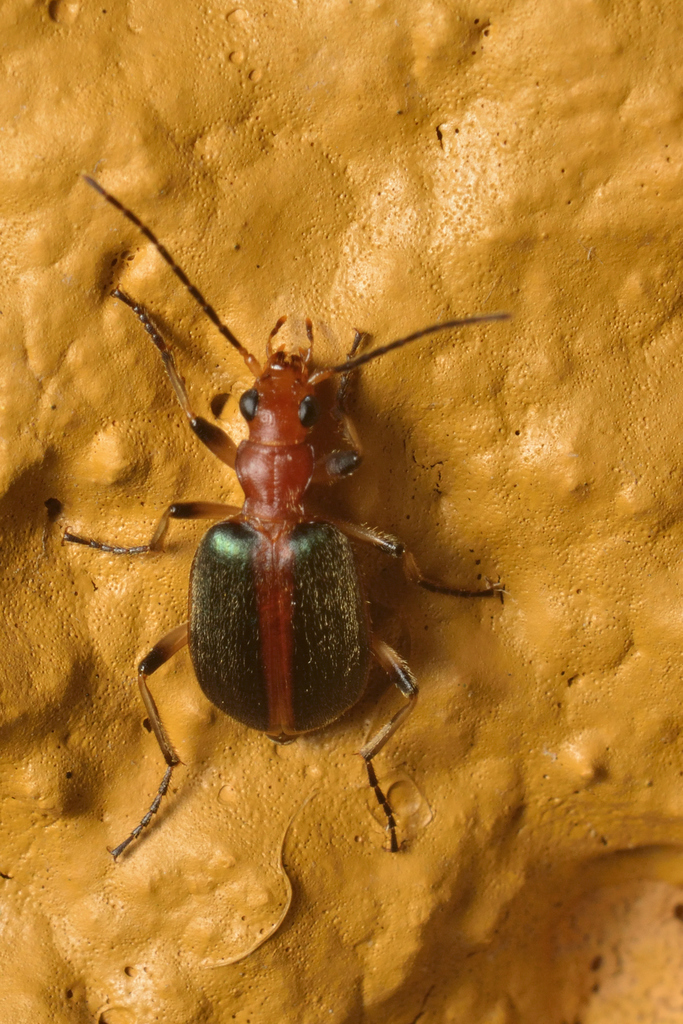 Brachinus cinctipennis from Coeneo, Mich., México on July 31, 2021 at ...