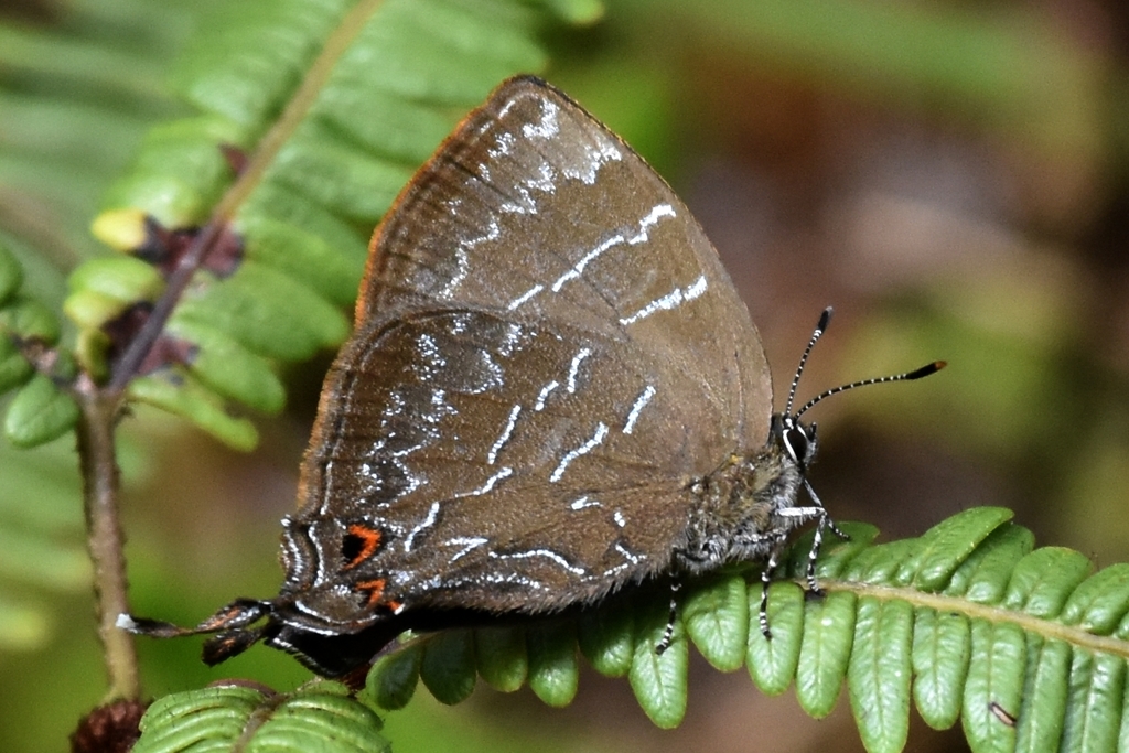 Johnsonita carpia from Pueblo Rico, Risaralda, Colombia on August 04 ...