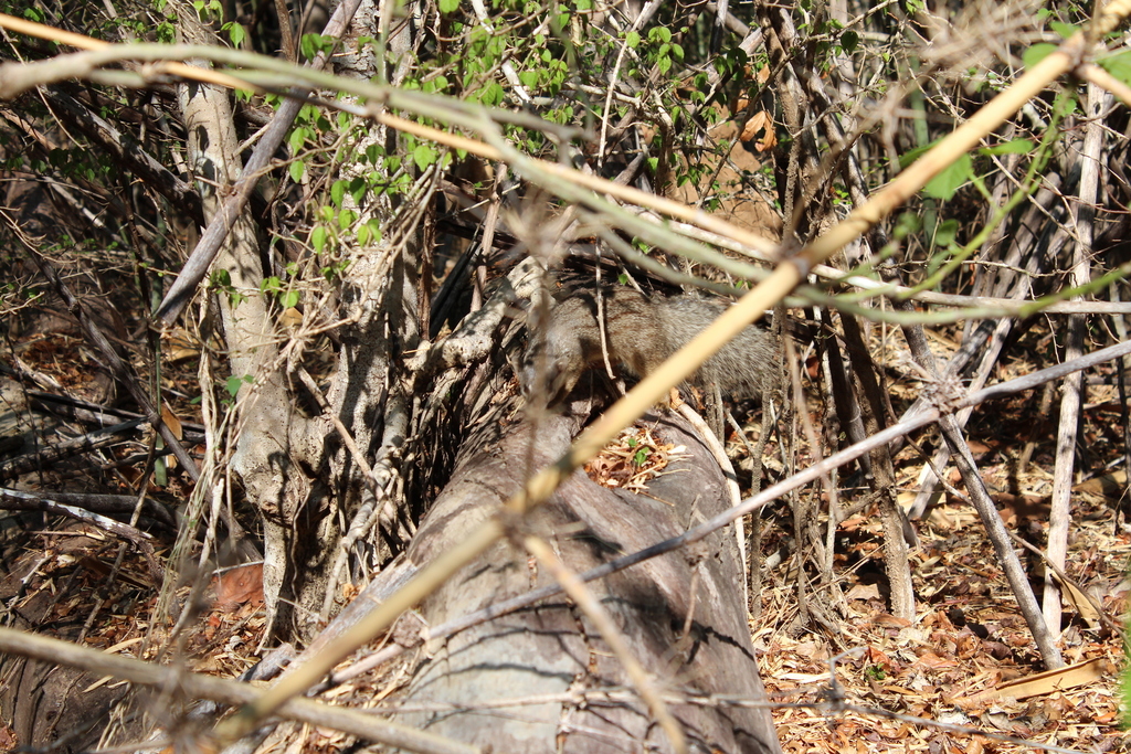 Bokiboky (Mungotictis decemlineata) - Know Your Mammals