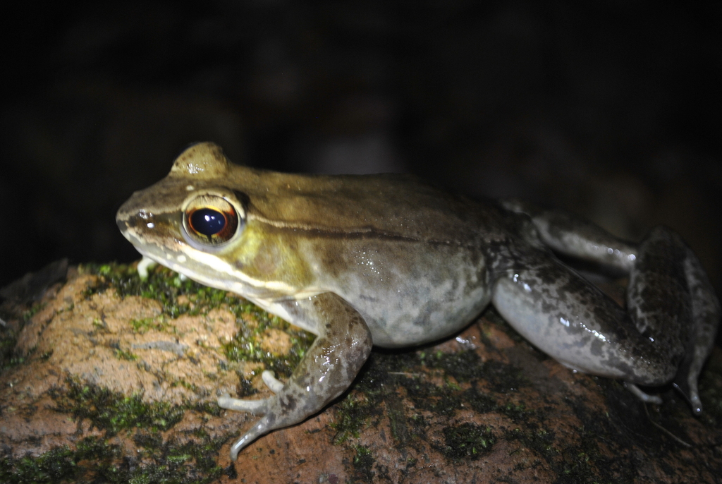 Highland Frog from Santa Cruz de Yojoa, Honduras on August 26, 2014 at ...