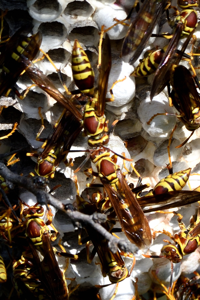 Guinea Paper Wasp from Bustamante, N.L., México on August 16, 2021 at ...